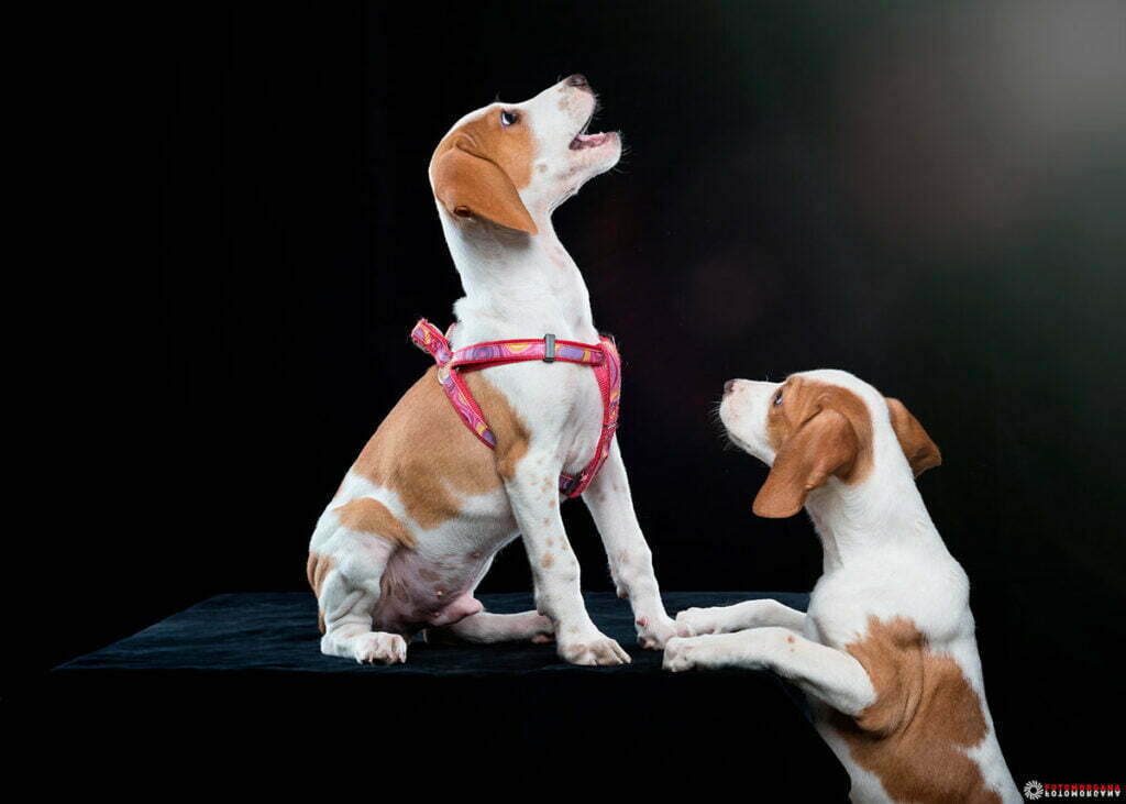 Fotografiranje psov Beagle - Andraž Muljavec Studio Fotomorgana Kranj